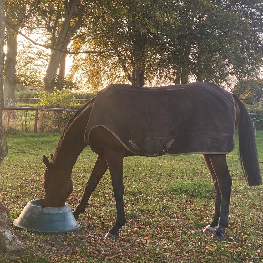 Rare Clouds, a new horse joins Simon Earle Racing | Blog