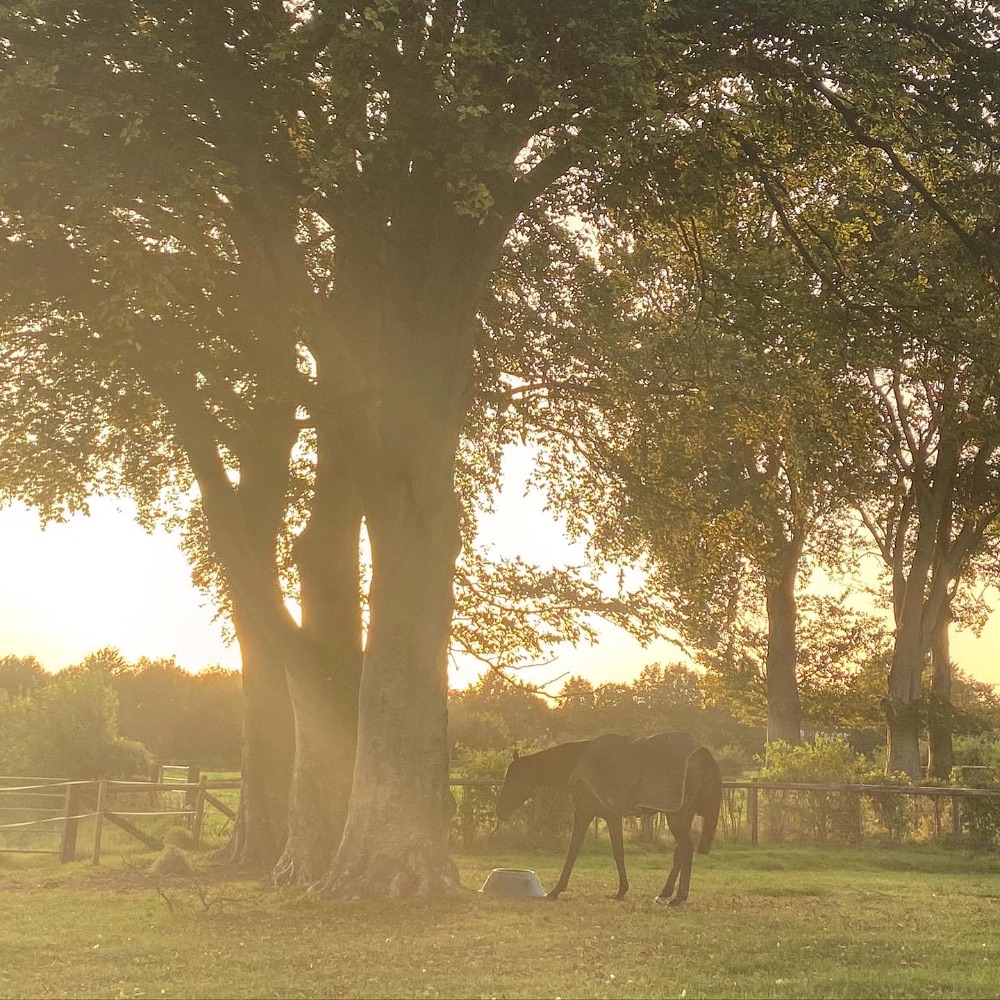 Rare Clouds, a new horse joins Simon Earle Racing | Blog