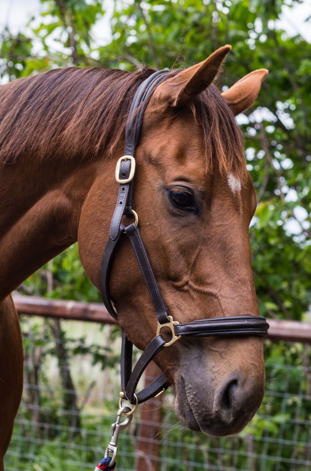 Simon Earle Racing. Training National Hunt & Flat racehorses in ...