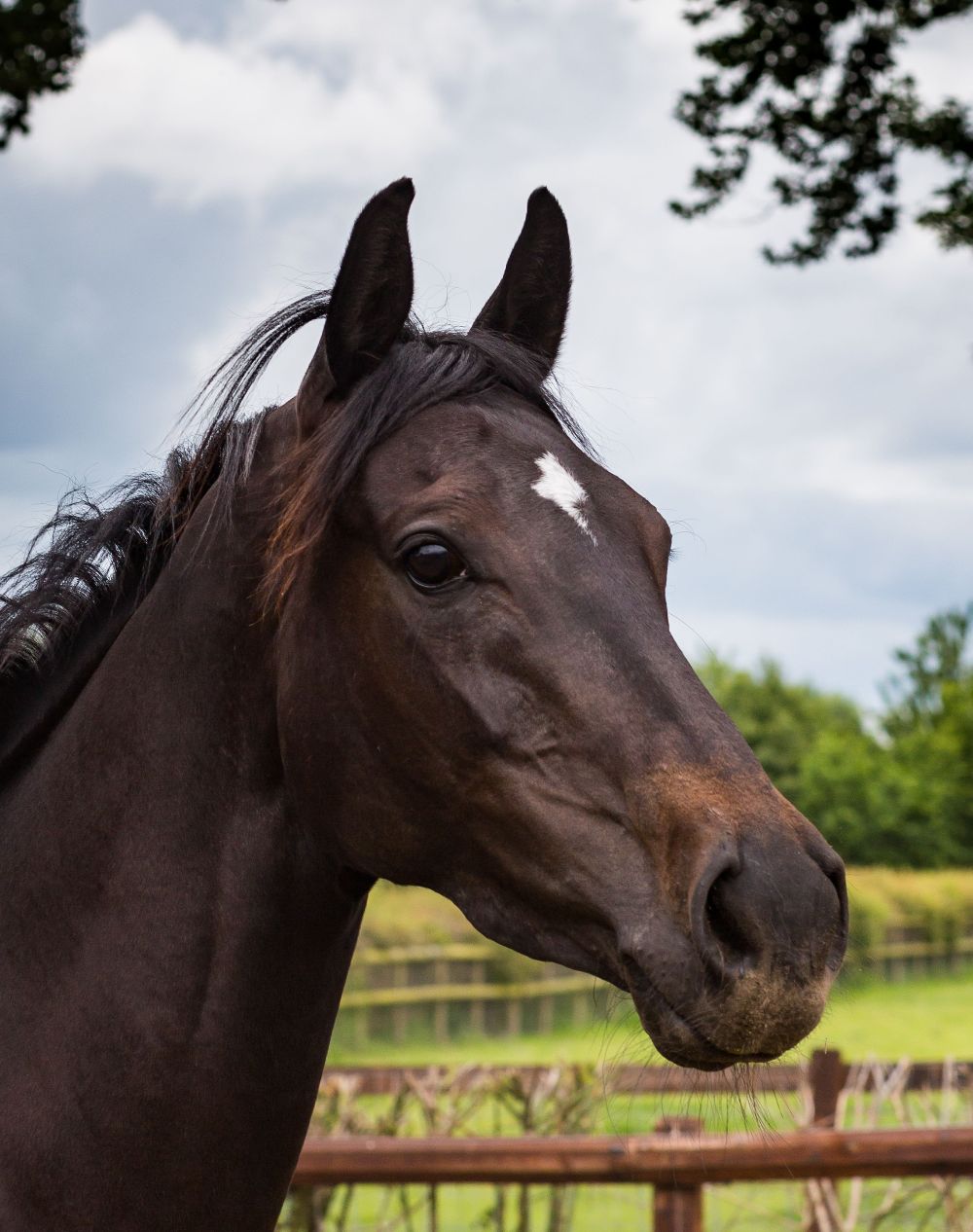 Simon Earle Racing. Training National Hunt & Flat racehorses in ...